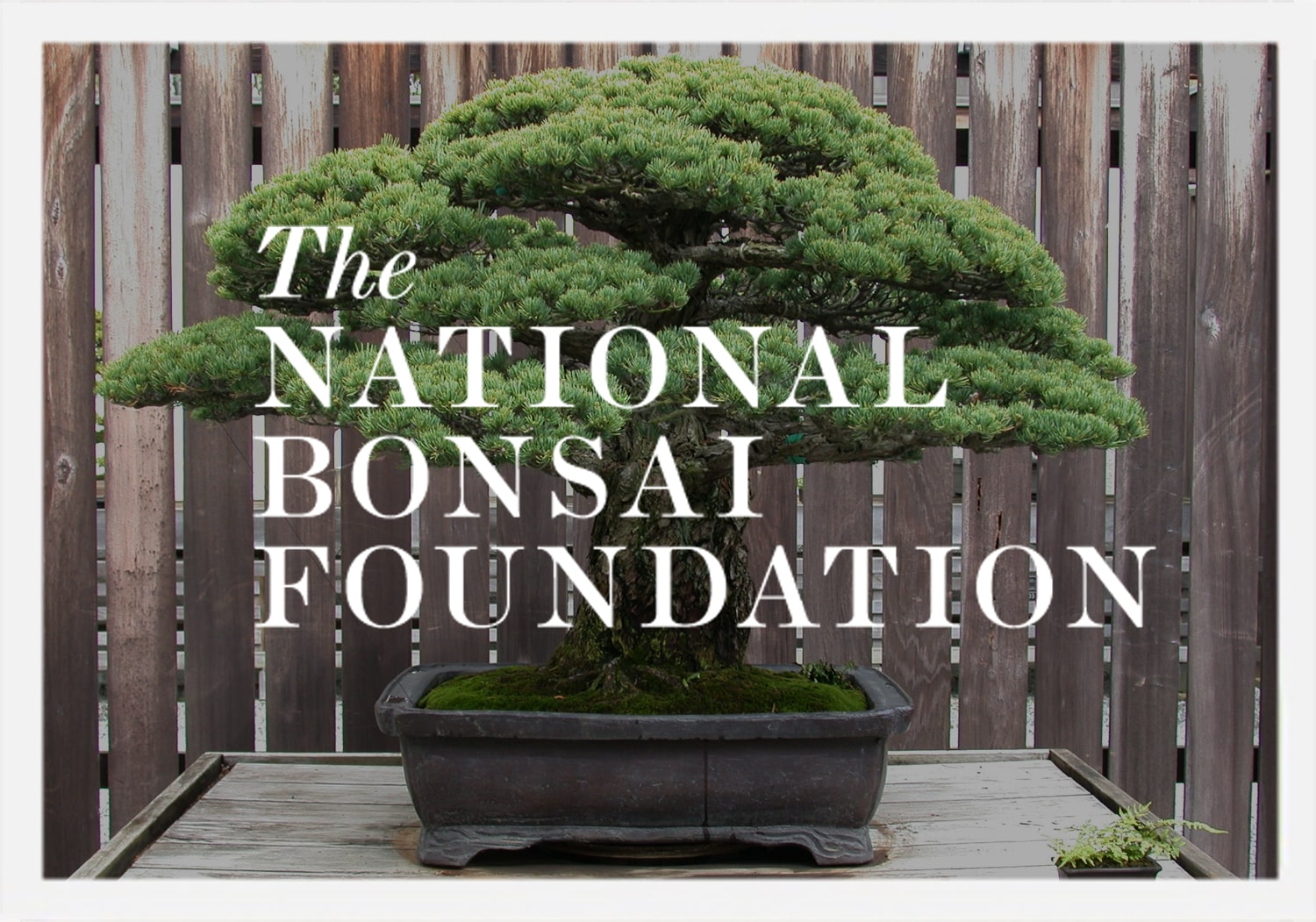 USA Bonsai Conventions, Displays & Exhibits - Minnesota Bonsai Society